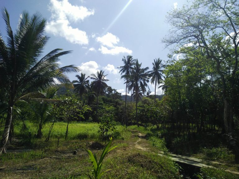 The path to our farm - Kalawili Permaculture Palawan