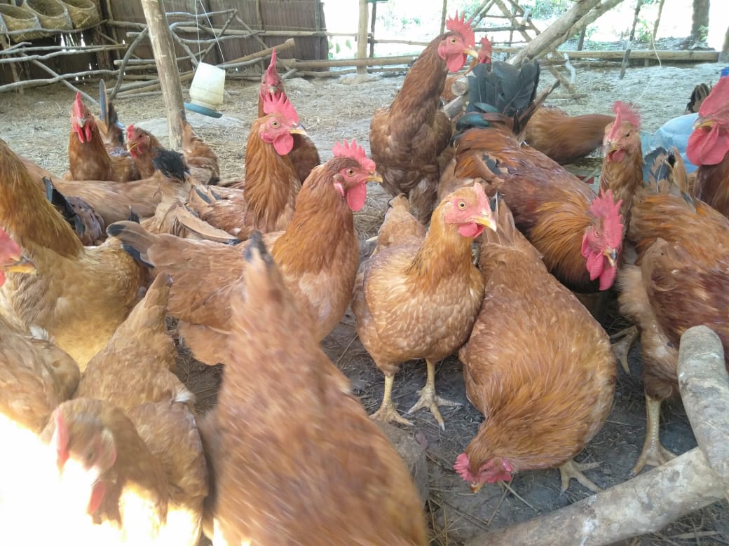 Chickens starting to give eggs... - Kalawili Permaculture Palawan
