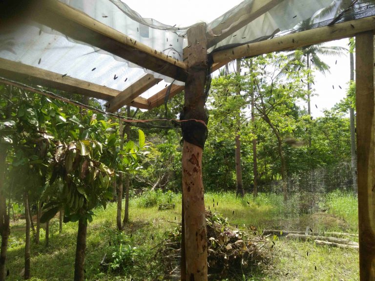 BSF Insectarium, new pupae bin, BSF mating ... - Kalawili Permaculture ...