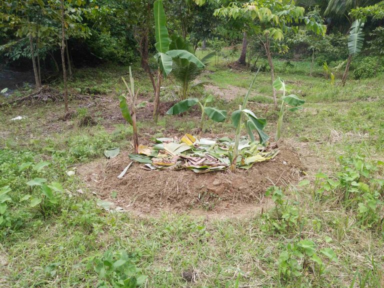 Banana and Papaya circles 2018 vs 2019 - Kalawili Permaculture Palawan