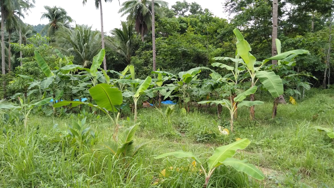 Banana and Papaya circles 2018 vs 2019 - Kalawili Permaculture Palawan