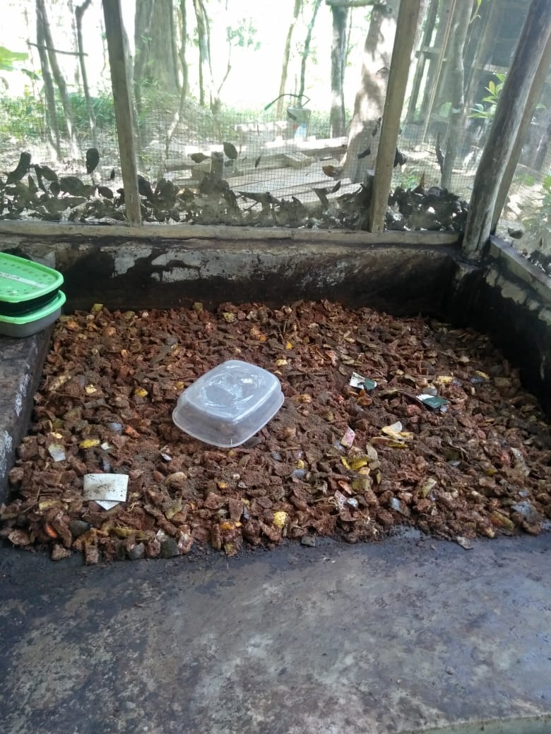 BSF feeding and residual - Kalawili Permaculture Palawan